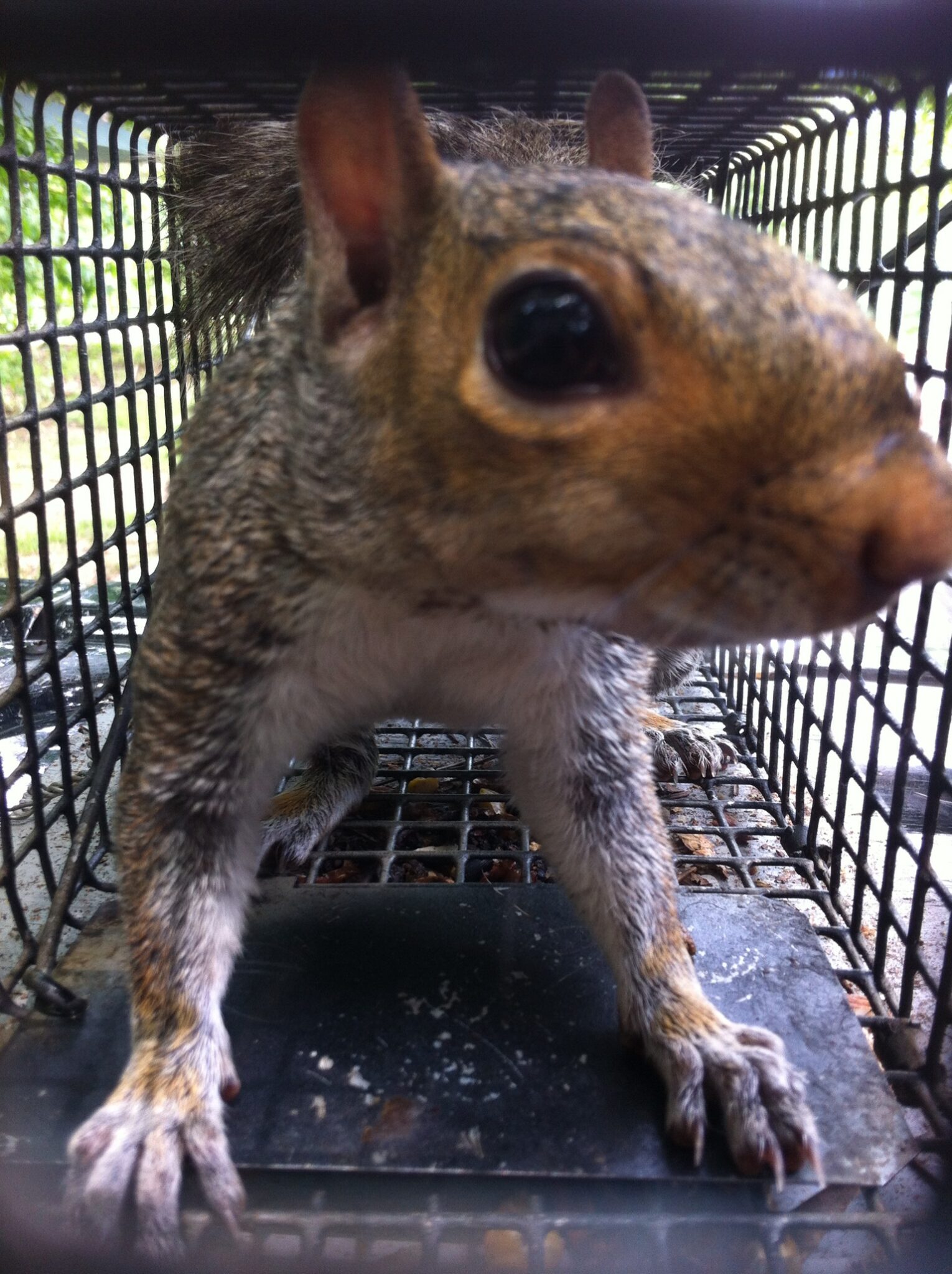 Squirrel Trapping & Squirrel Control - Johns Creek Wildlife Control