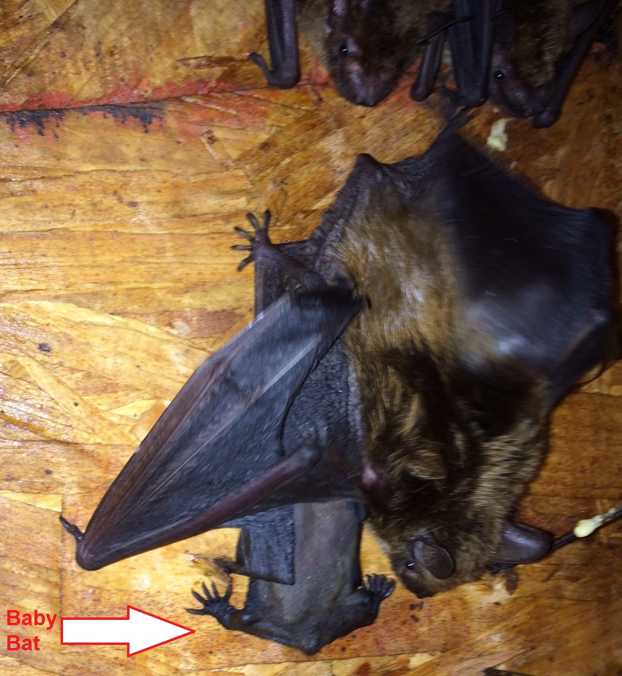 Snake Removal & Snake Control - Johns Creek Wildlife Control