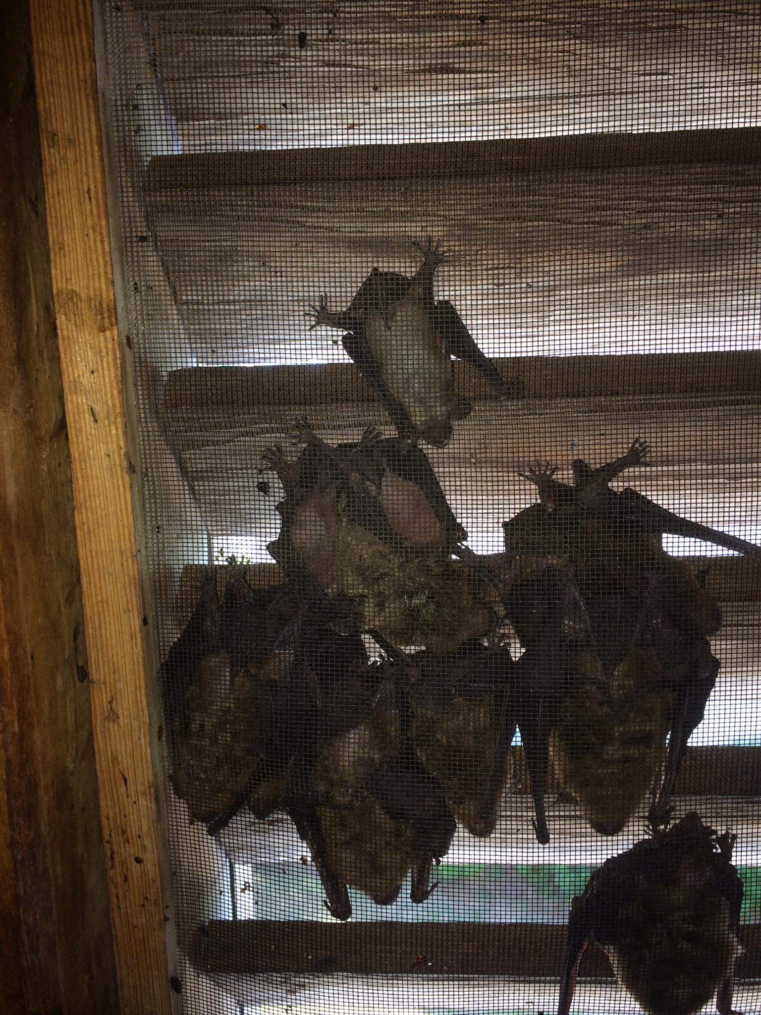 Bat Removal & Bat Control Services - Johns Creek Wildlife Control