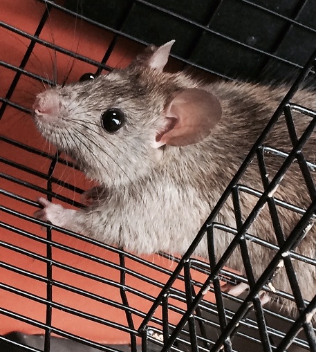 Rat Trapping & Rat Control - Johns Creek Wildlife Control